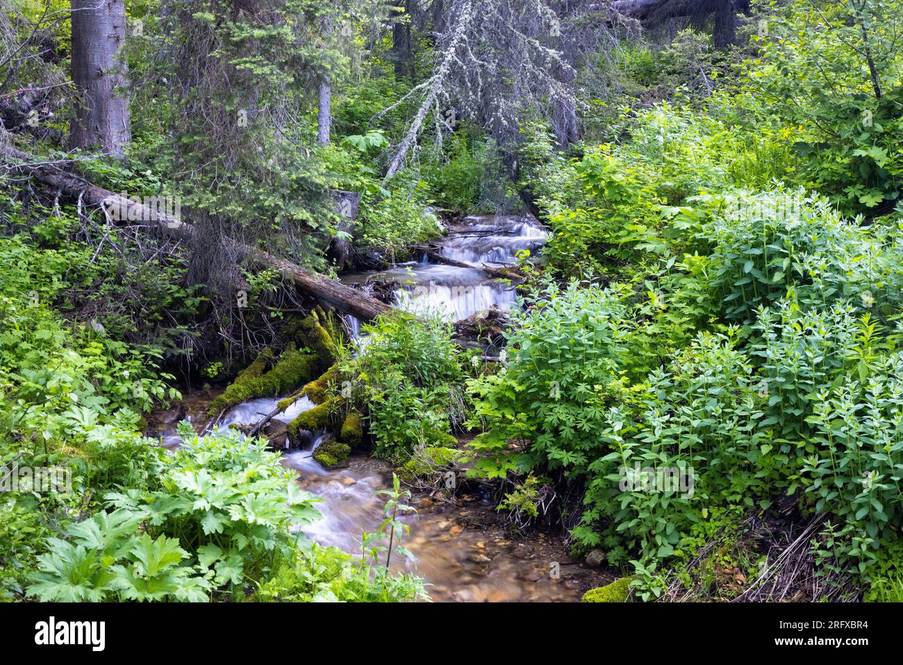 Trail Creek flowing along the History Trail through dense forest brush ...