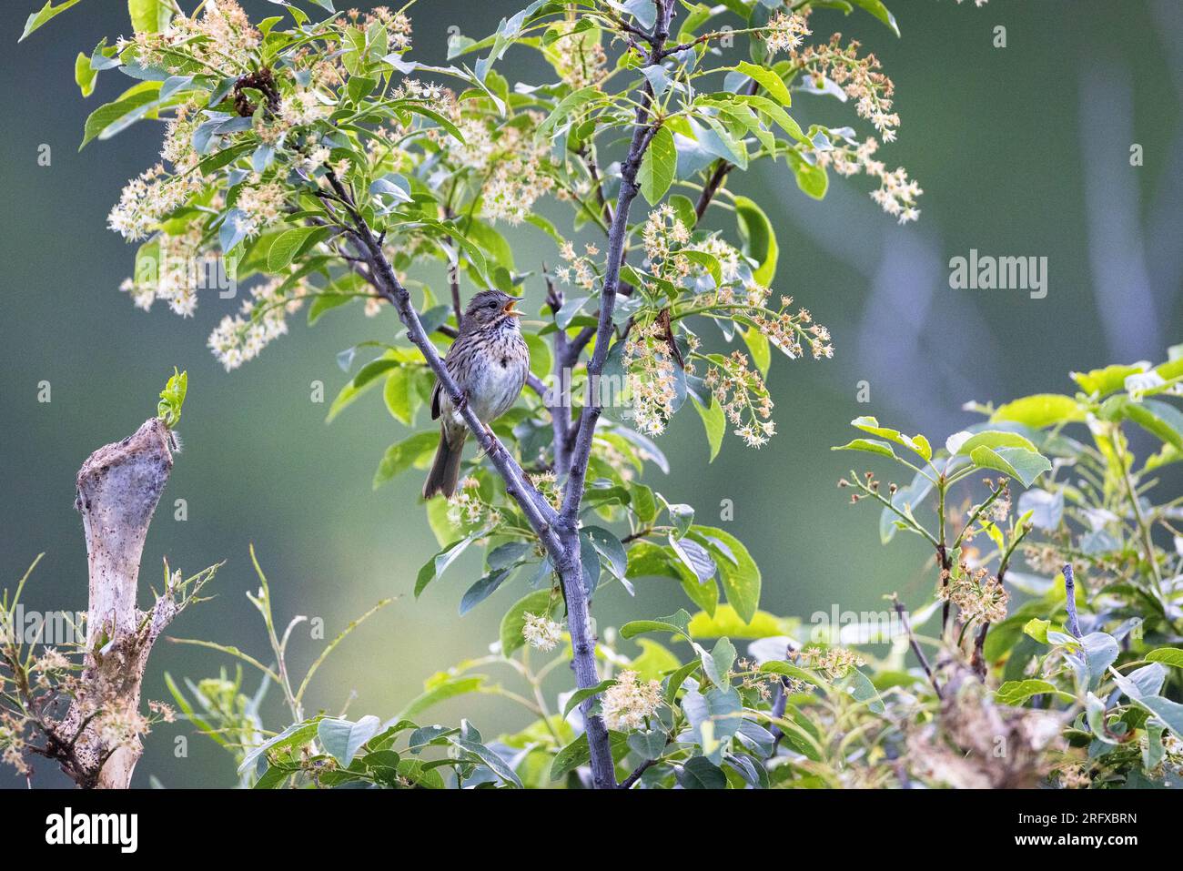A song sparrow singing from a blooming bush among western tent ...