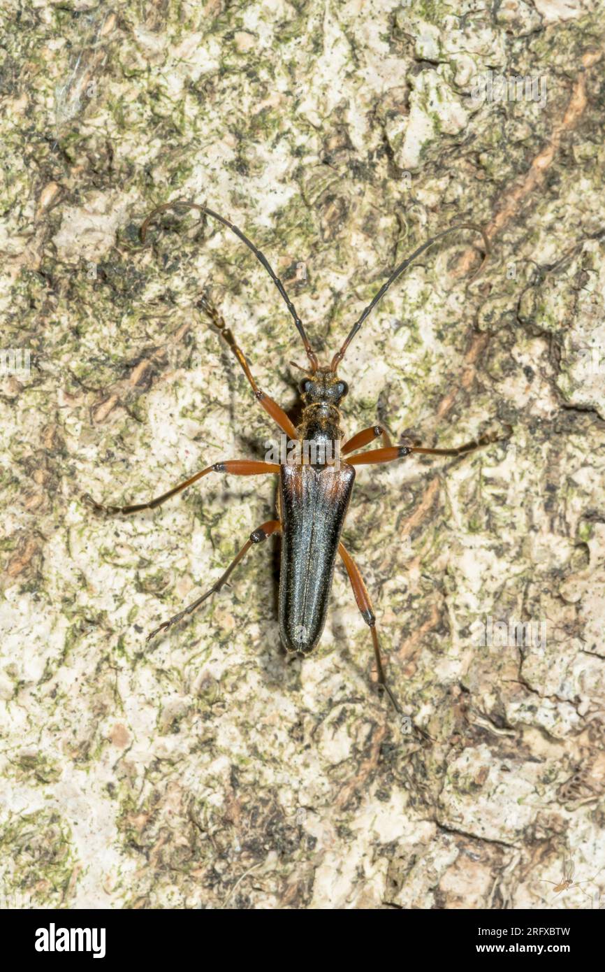Variable Longhorn Beetle (Stenocorus meridianus), Cerambycidae. Sussex ...