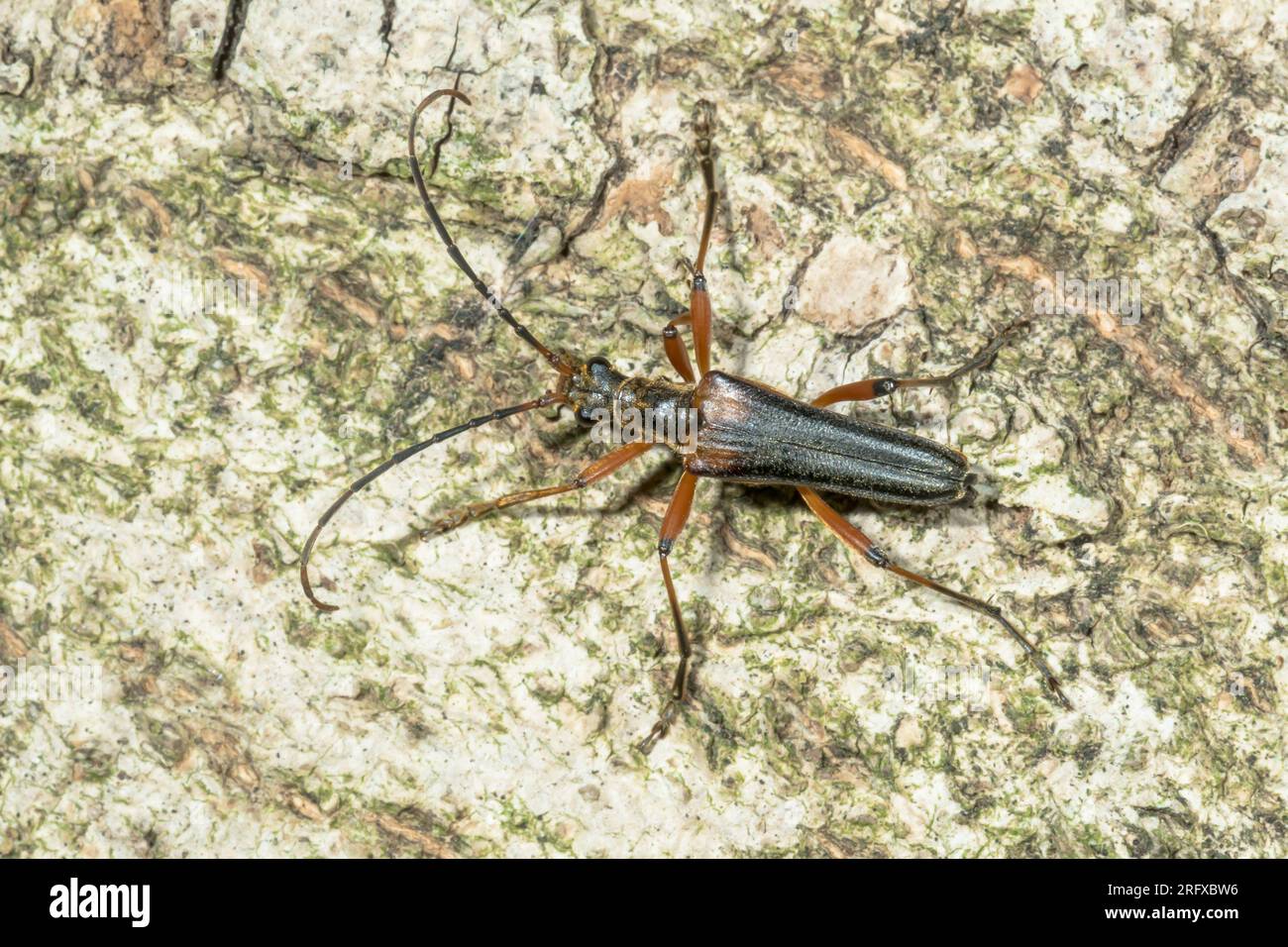 Variable Longhorn Beetle (Stenocorus meridianus), Cerambycidae. Sussex ...