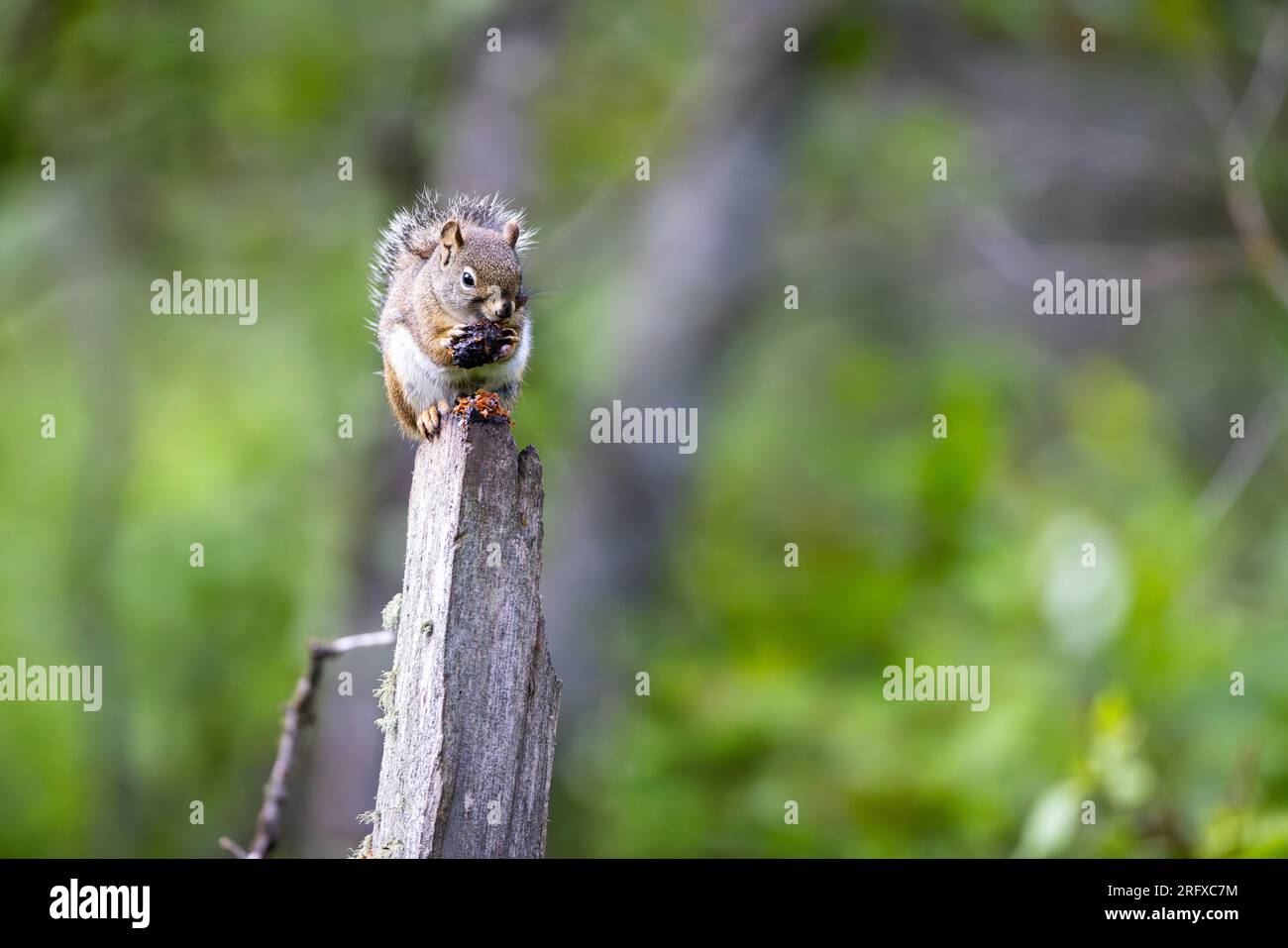 A red squirrel feeding on the top of a tree stump along the Cache Creek ...