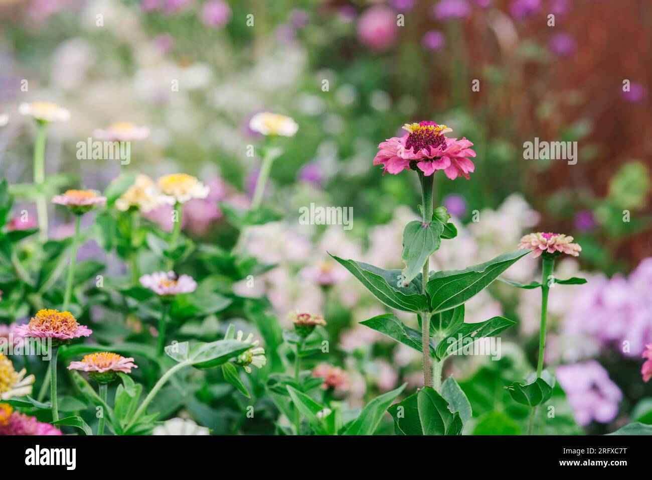 Red zinnia flower in bloom hi-res stock photography and images - Alamy