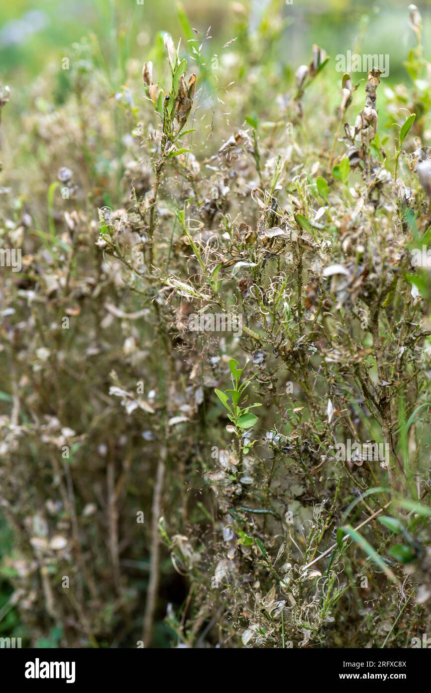 Box tree moth (Cydalima perspectalis ) damaged buxus plants Stock Photo ...