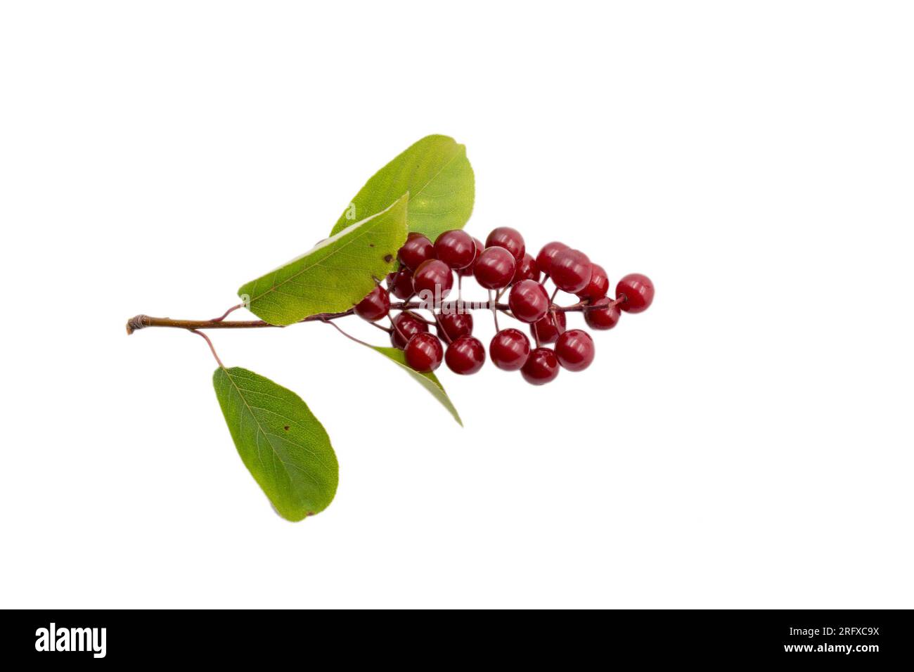 A branch with red fruits of Prunus virginiana isolated on white ...