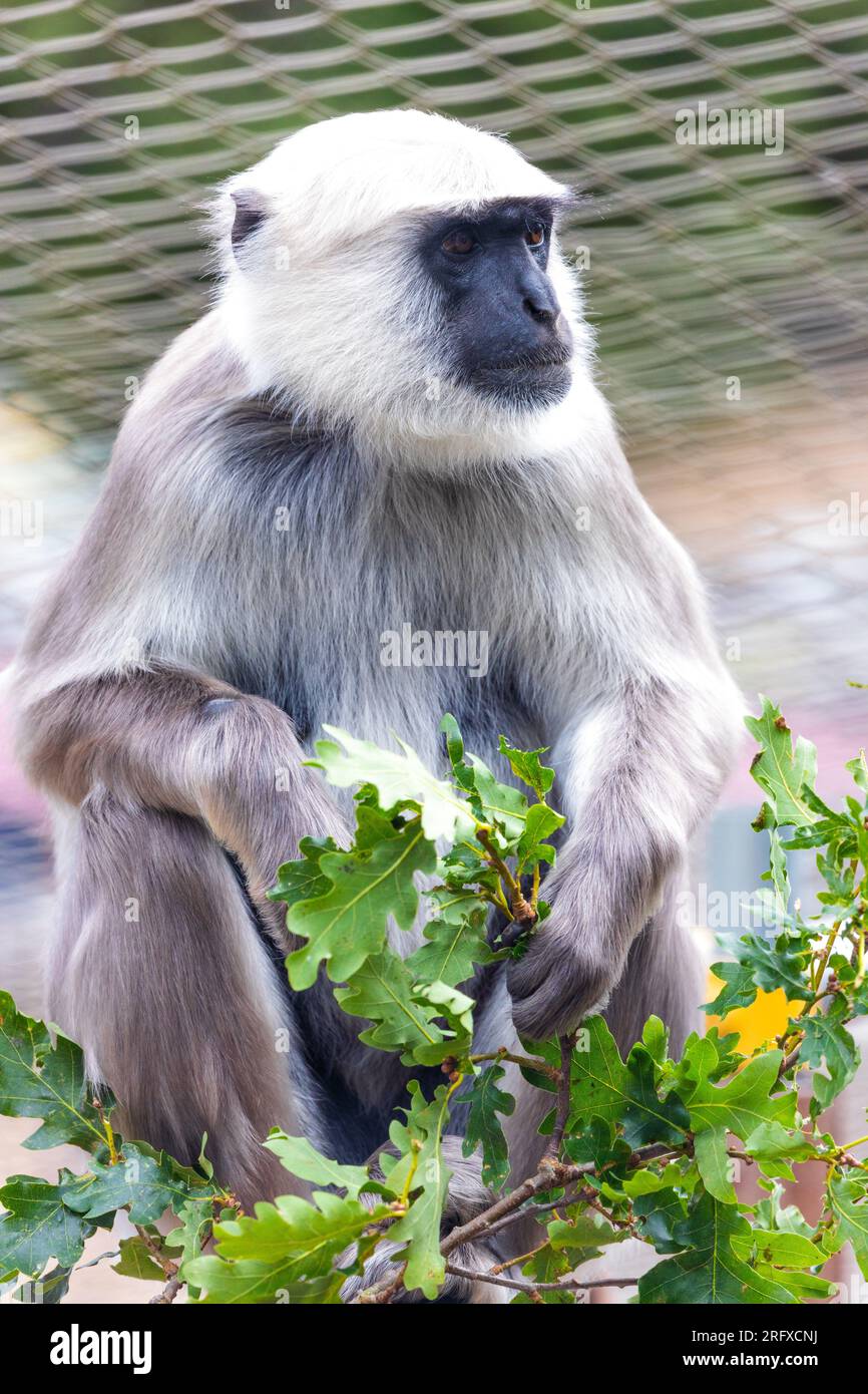 The Hanuman Langur Monkey, scientifically known as Semnopithecus ...
