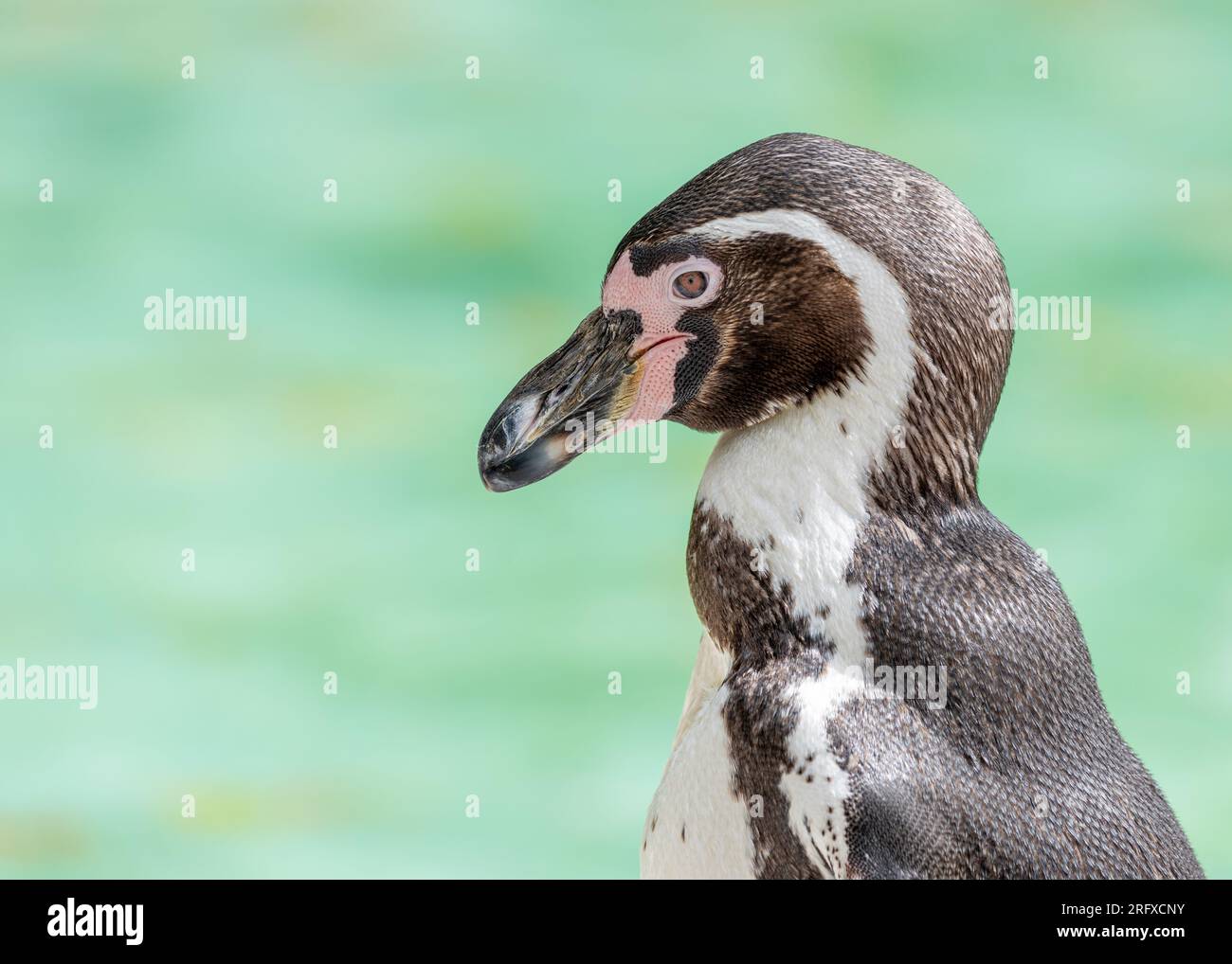 The Humboldt Penguin (Spheniscus humboldti) is an adorable coastal bird ...