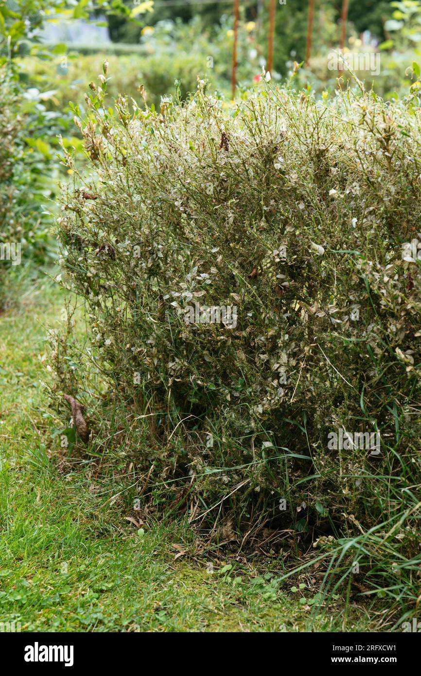 Box tree moth (Cydalima perspectalis ) damaged buxus plants Stock Photo ...