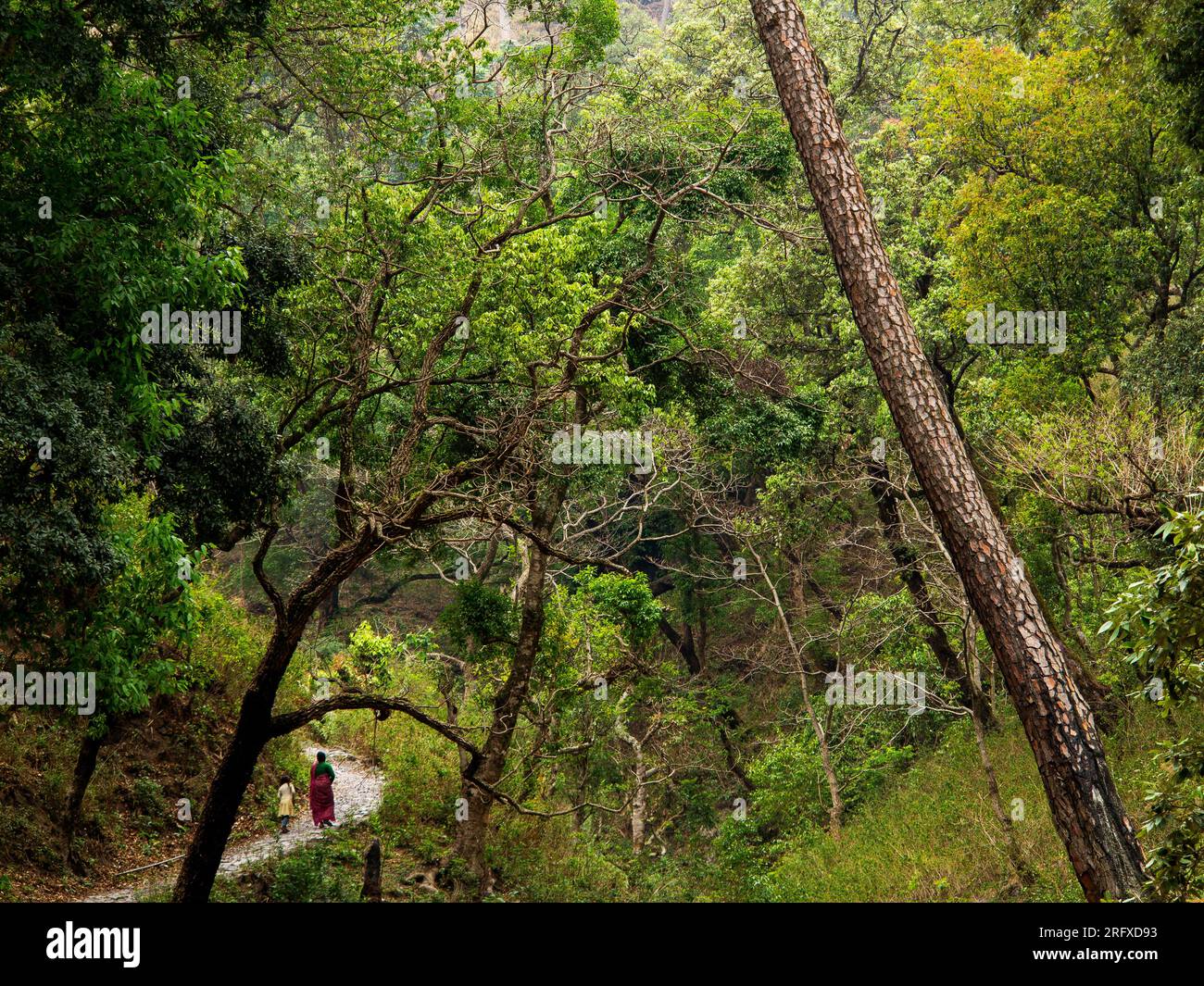Woman walking in forest india hi-res stock photography and images - Alamy