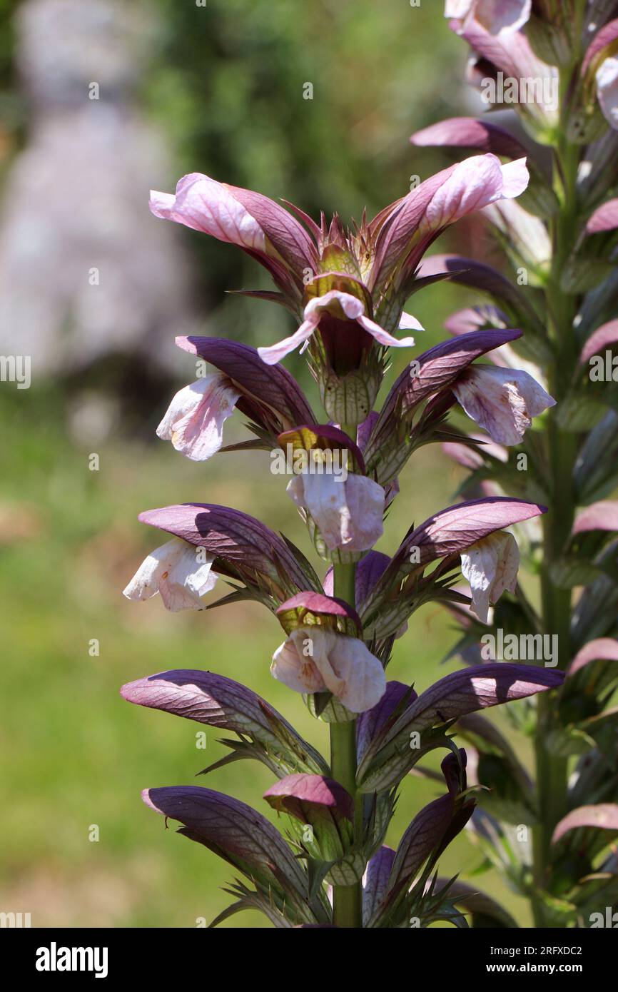 Close-up blooming Flower of Acanthus spinosus Stock Photo - Alamy
