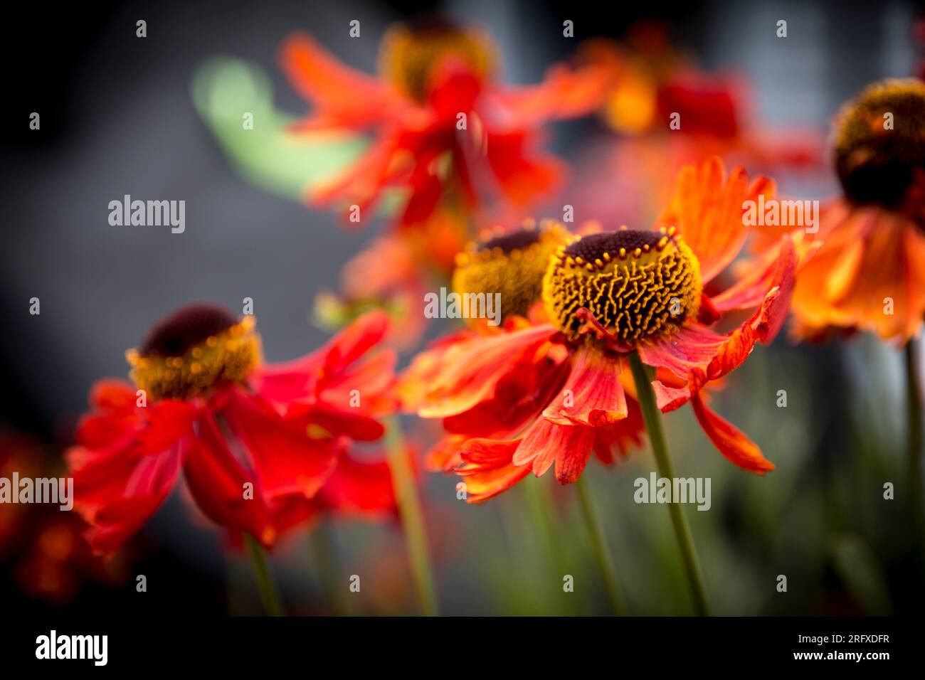Barshaw park hi-res stock photography and images - Alamy