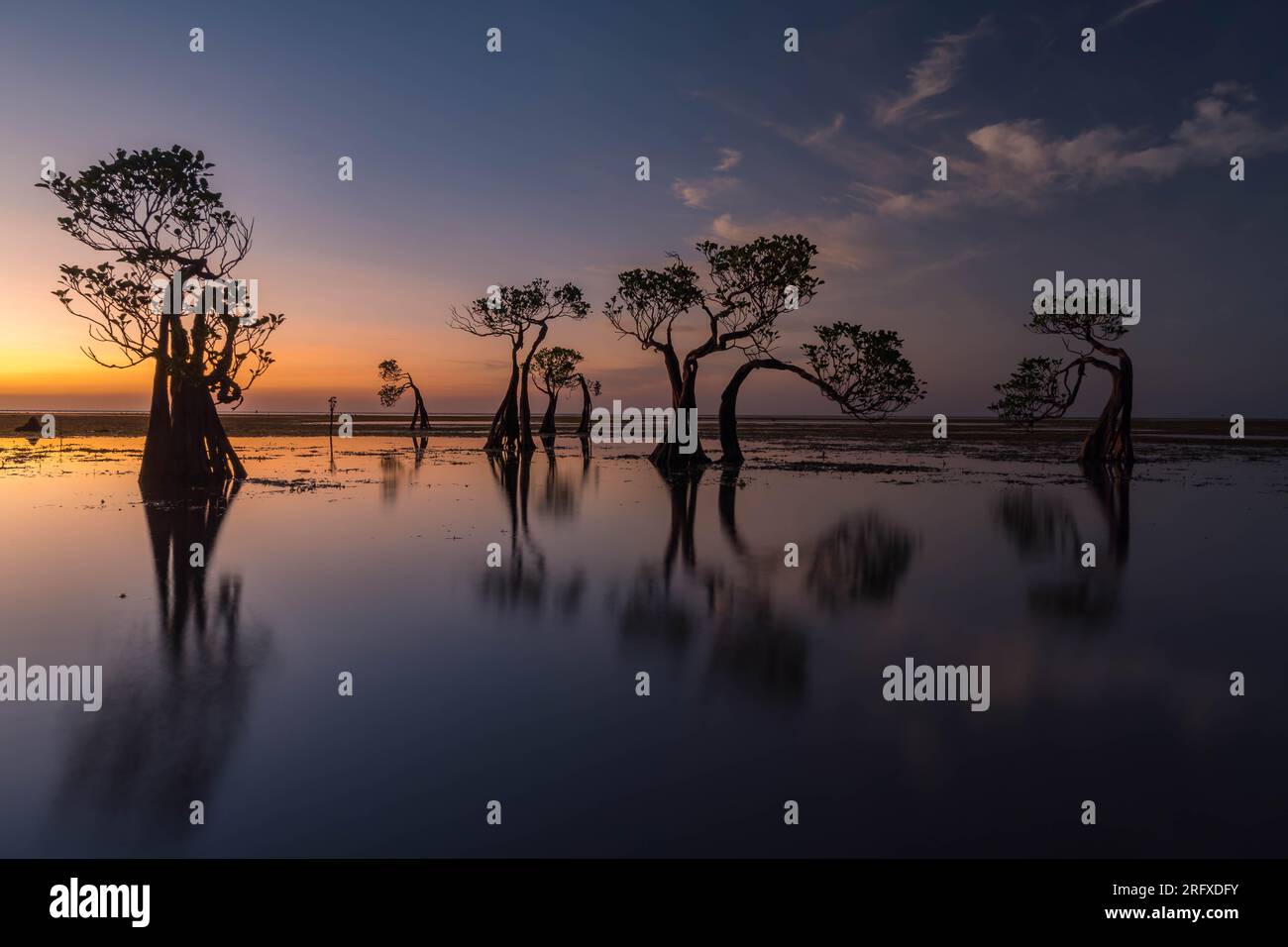 The dancing mangrove tree at Sumba Island, Indonesia during sunset ...