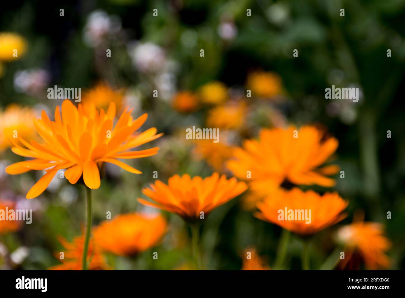 Barshaw park hi-res stock photography and images - Alamy