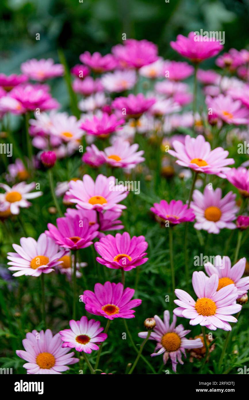 Barshaw Flower Garden Paisley Scotland 2023 Stock Photo - Alamy