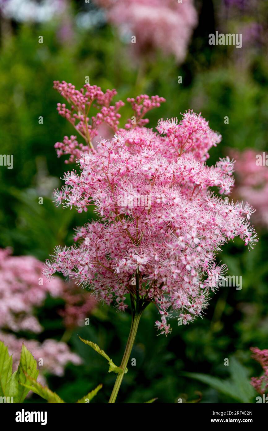 Barshaw park hi-res stock photography and images - Alamy