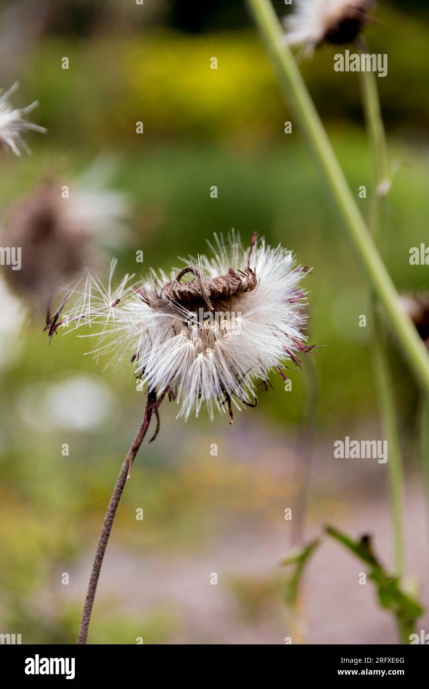 Barshaw park hi-res stock photography and images - Alamy