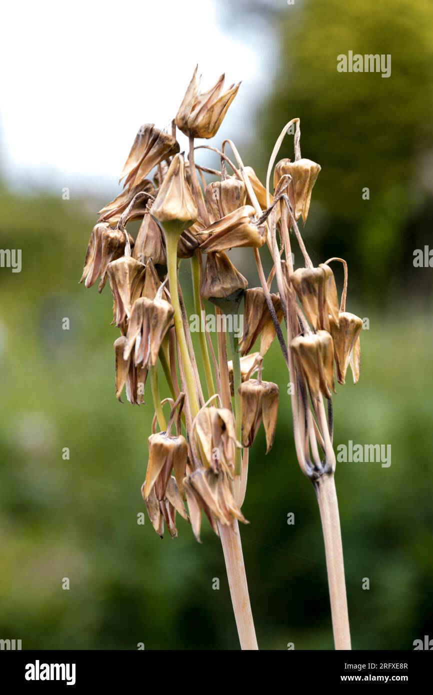 Barshaw park hi-res stock photography and images - Alamy