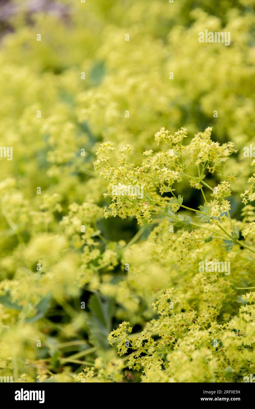 Barshaw park hi-res stock photography and images - Alamy