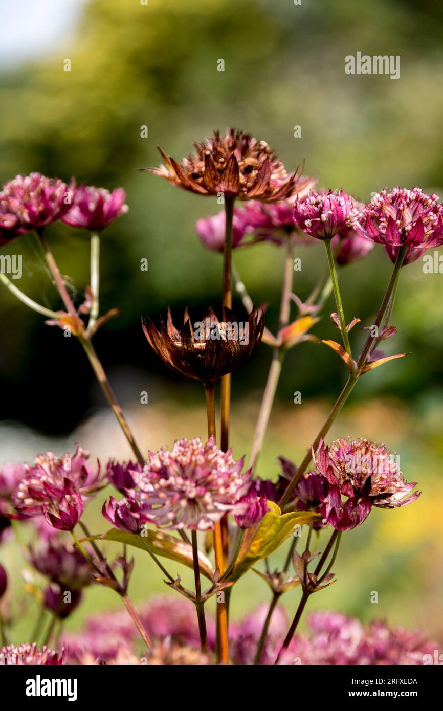 Barshaw Flower Garden Paisley Scotland 2023 Stock Photo - Alamy
