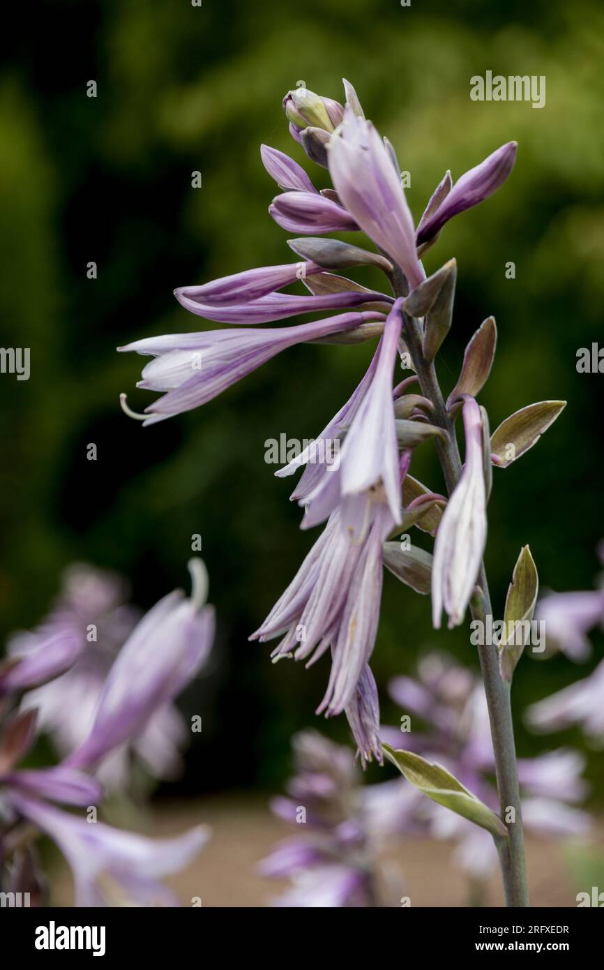 Barshaw park hi-res stock photography and images - Alamy