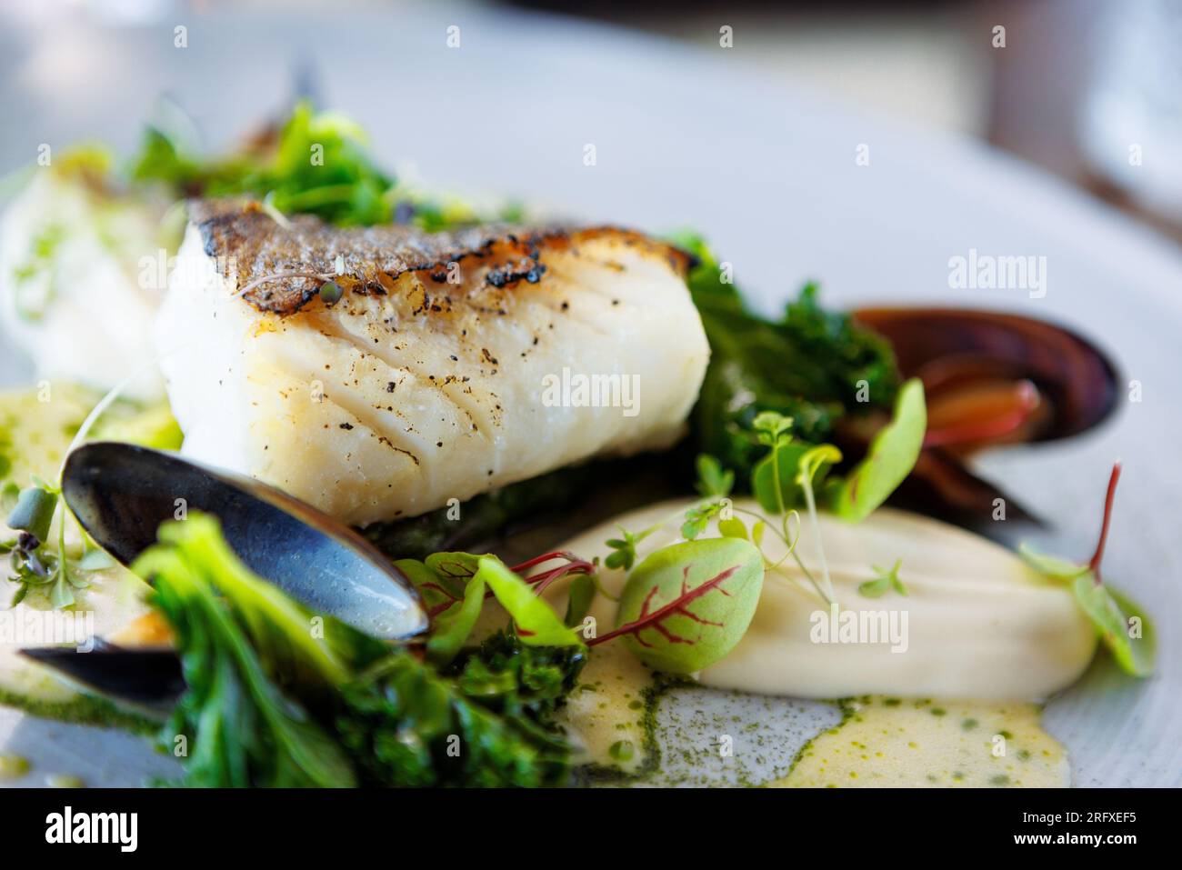 Cod fillet with cauliflower cream, asparagus, clam-wine sauce and ...