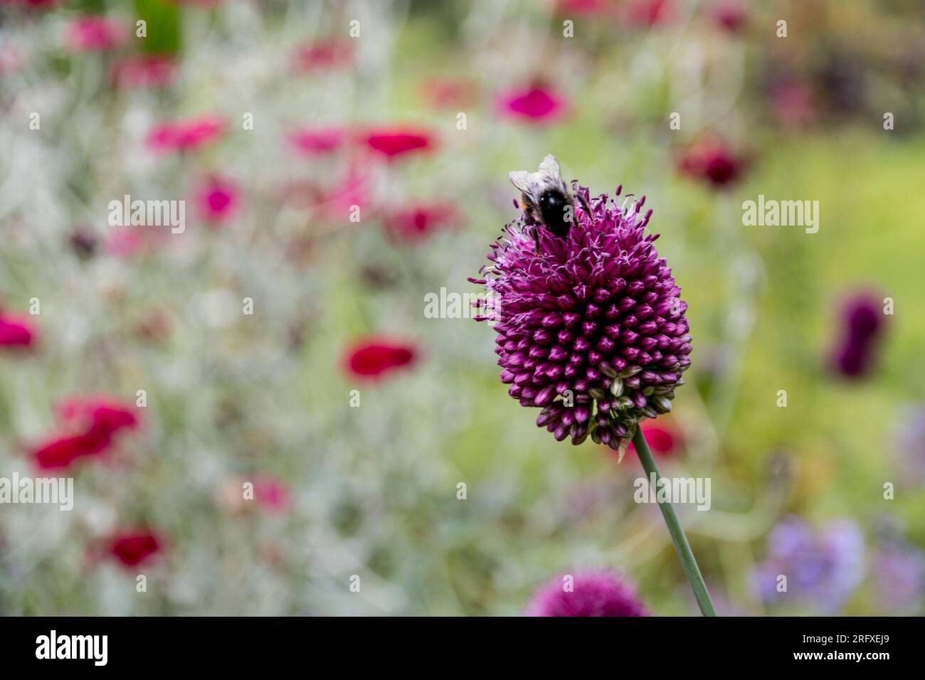 Barshaw park hi-res stock photography and images - Alamy
