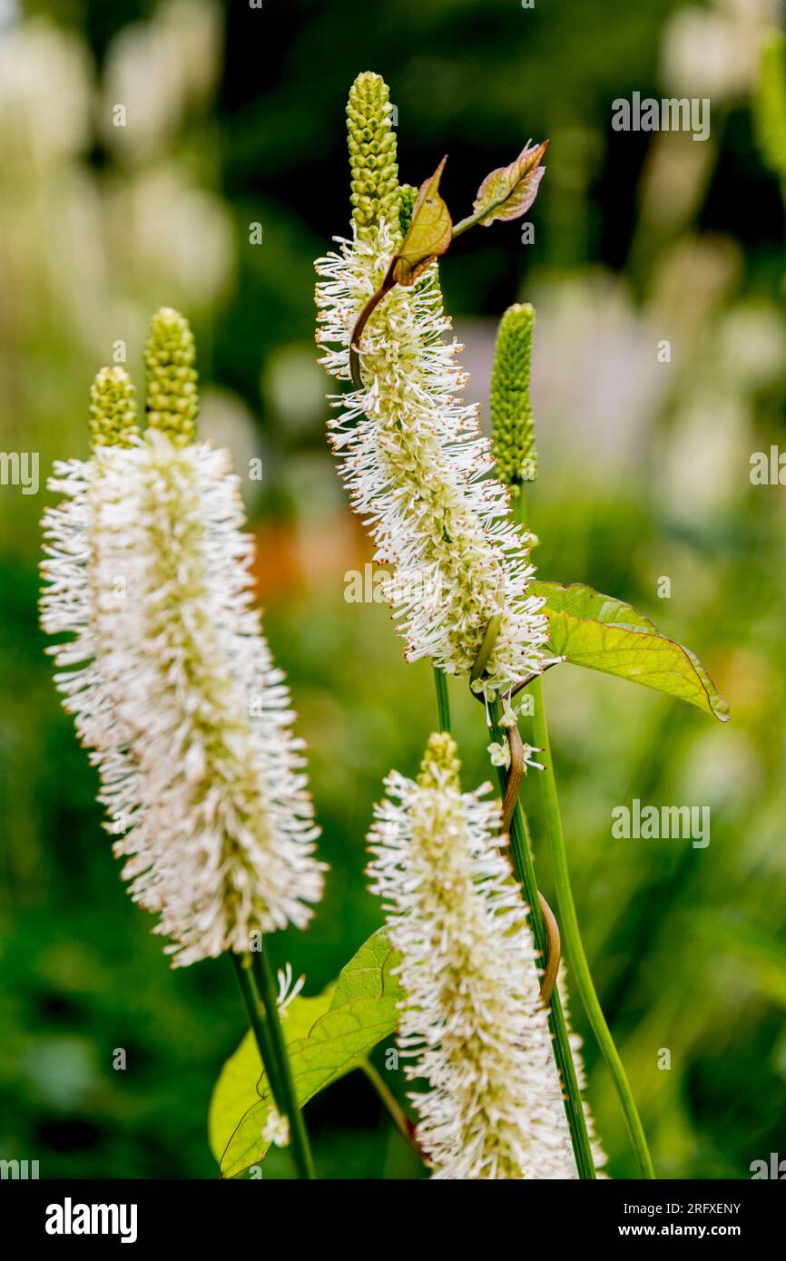 Barshaw park hi-res stock photography and images - Alamy
