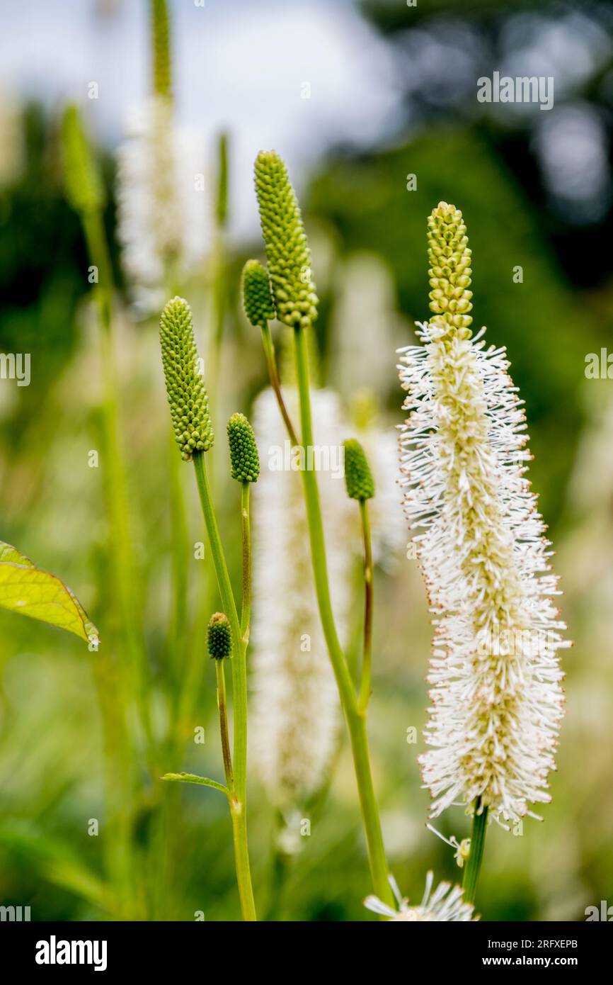 Barshaw park hi-res stock photography and images - Alamy