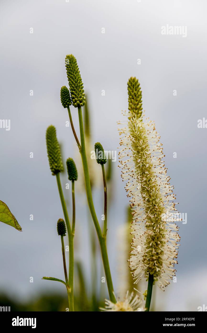 Barshaw park hi-res stock photography and images - Alamy