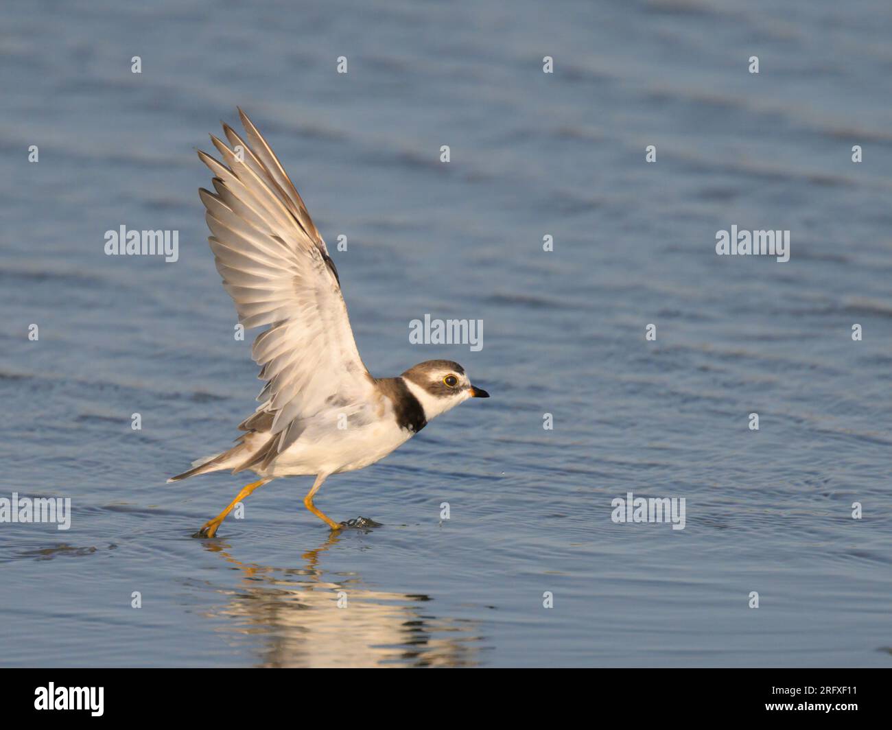Semipalmated plover (Charadrius semipalmatus) taking off, during fall ...