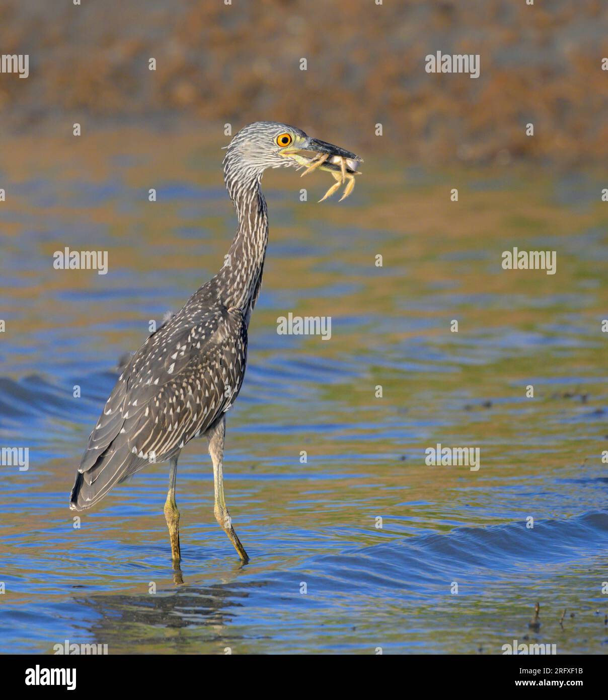 Ghost crab prey hi-res stock photography and images - Alamy