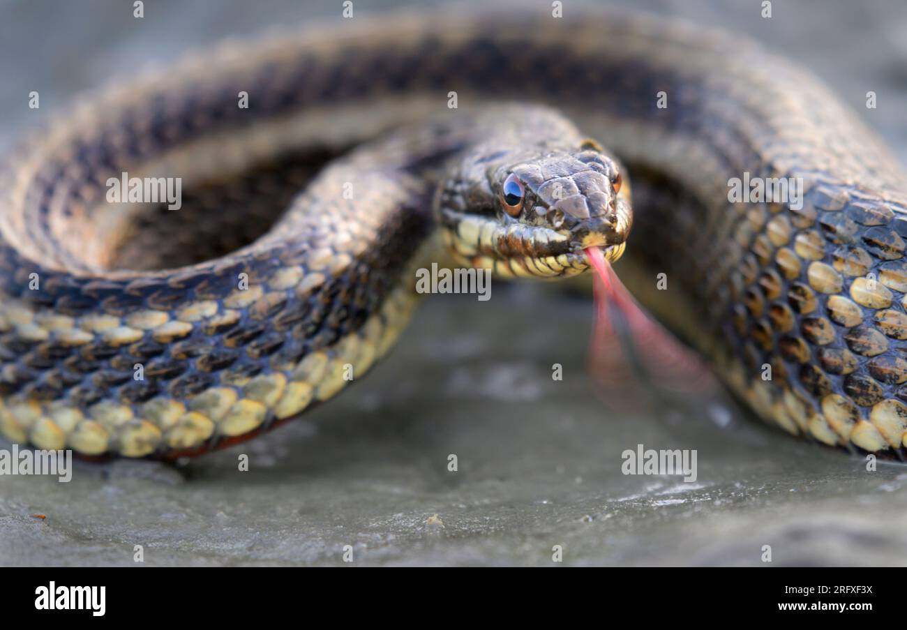 Saltmarsh snake (Nerodia clarkii) in tidal marsh, Galveston, Texas, USA ...