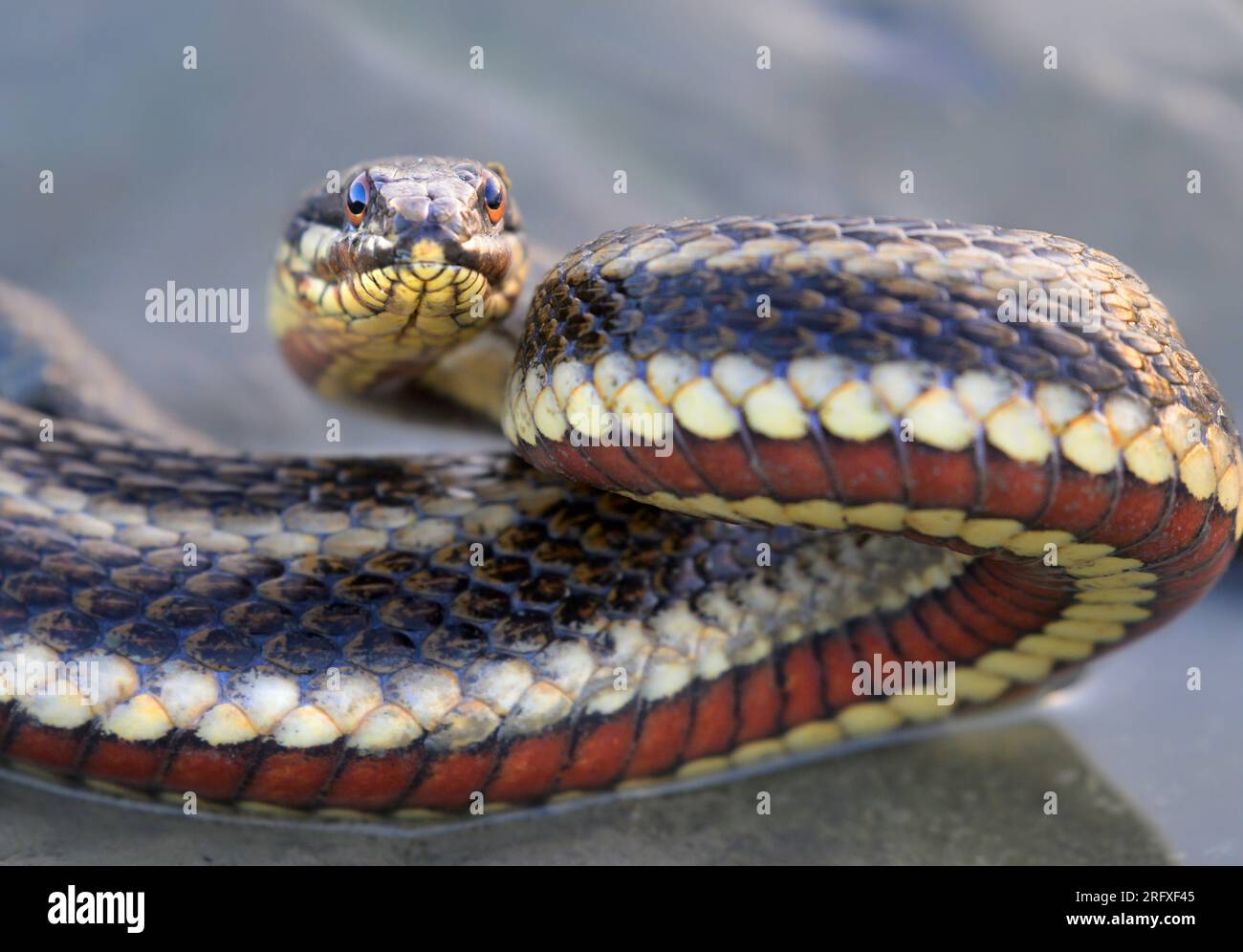Saltmarsh snake (Nerodia clarkii) in tidal marsh, Galveston, Texas, USA ...