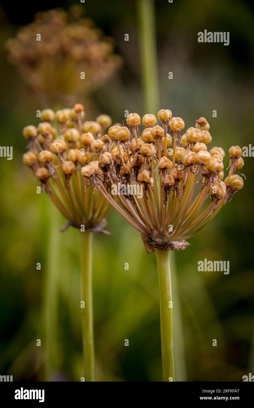 Dddoc hi-res stock photography and images - Alamy