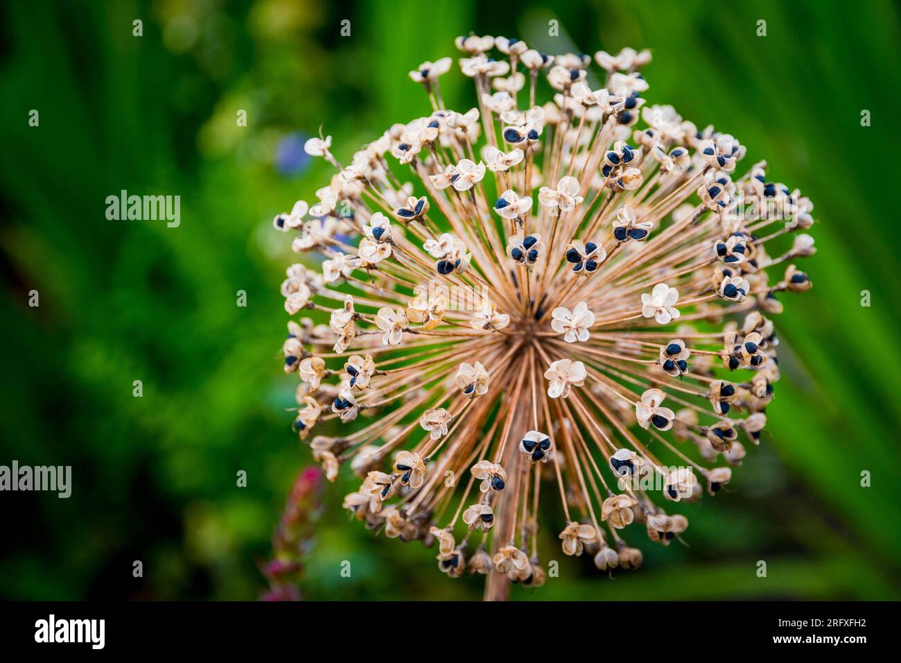 Barshaw Flower Garden Paisley Scotland 2023 Stock Photo - Alamy