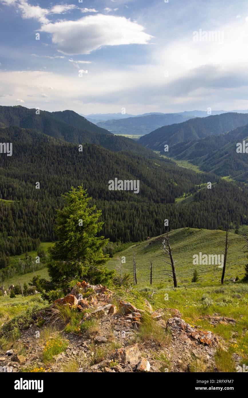A small evergreen tree resting on an overlook above Game Creek. Bridger ...