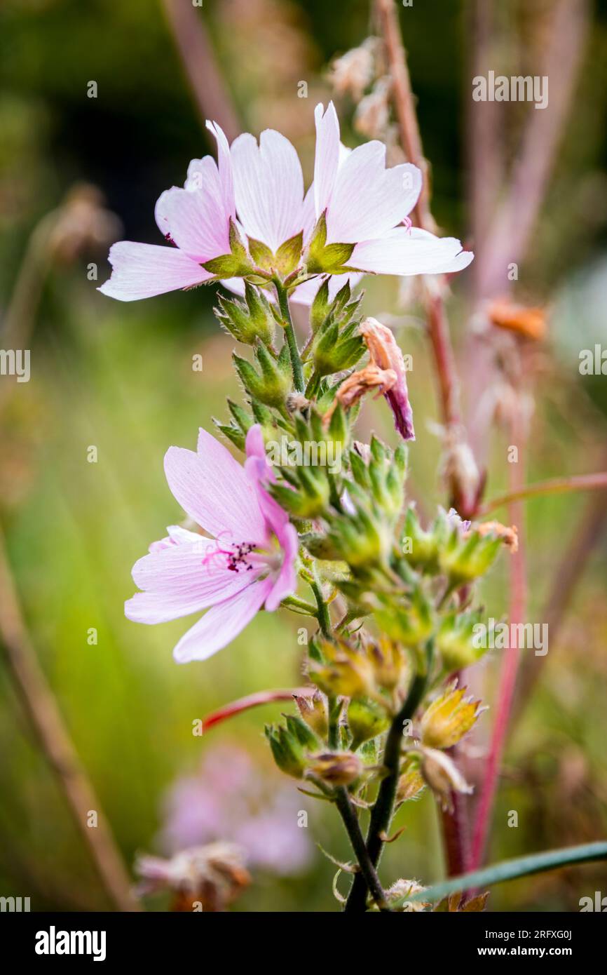 Barshaw park hi-res stock photography and images - Alamy