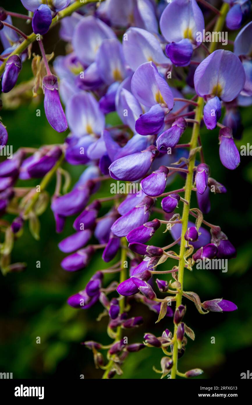 Barshaw park hi-res stock photography and images - Alamy