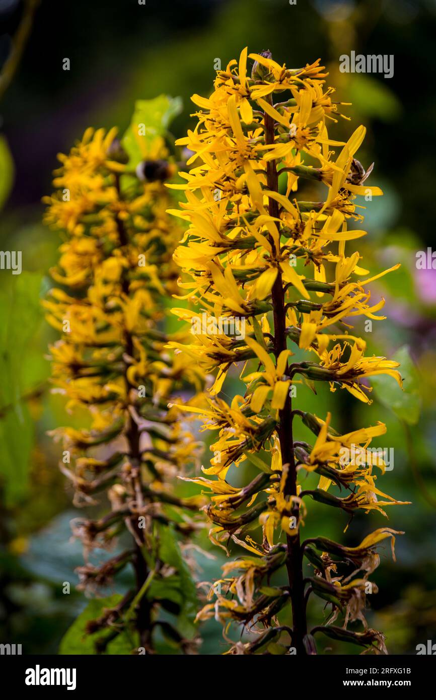 Barshaw park hi-res stock photography and images - Alamy