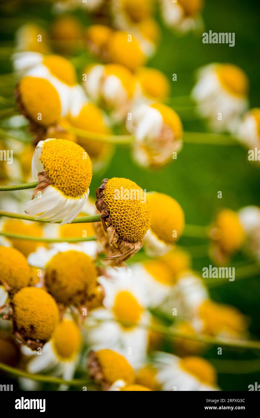 Barshaw park hi-res stock photography and images - Alamy