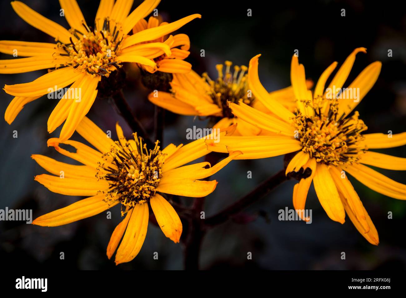 Barshaw park hi-res stock photography and images - Alamy