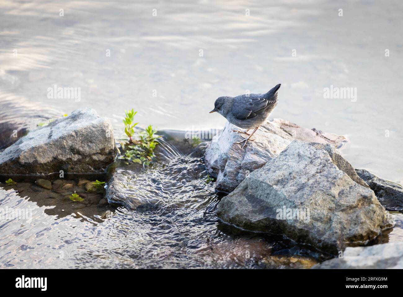An American dipper perched on a rock watching the waters of the Snake ...
