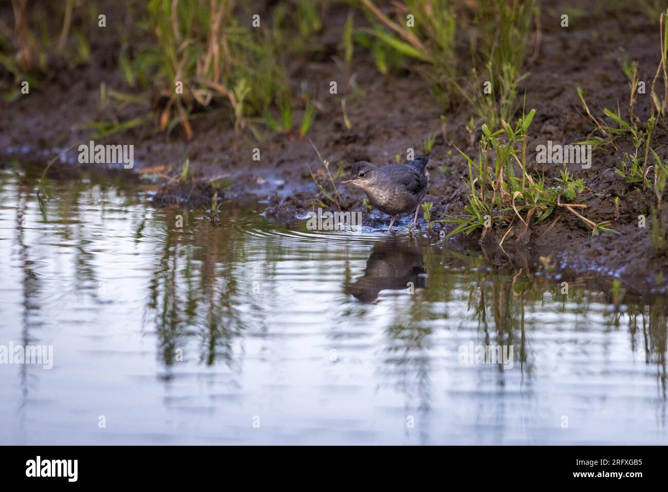 An American dipper reflected in the waters of the Snake River as it ...