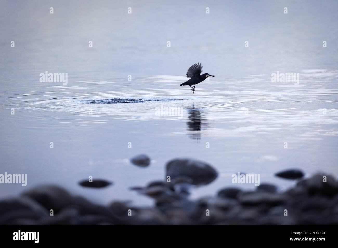 An American dipper flying from the Snake River after catching some food ...