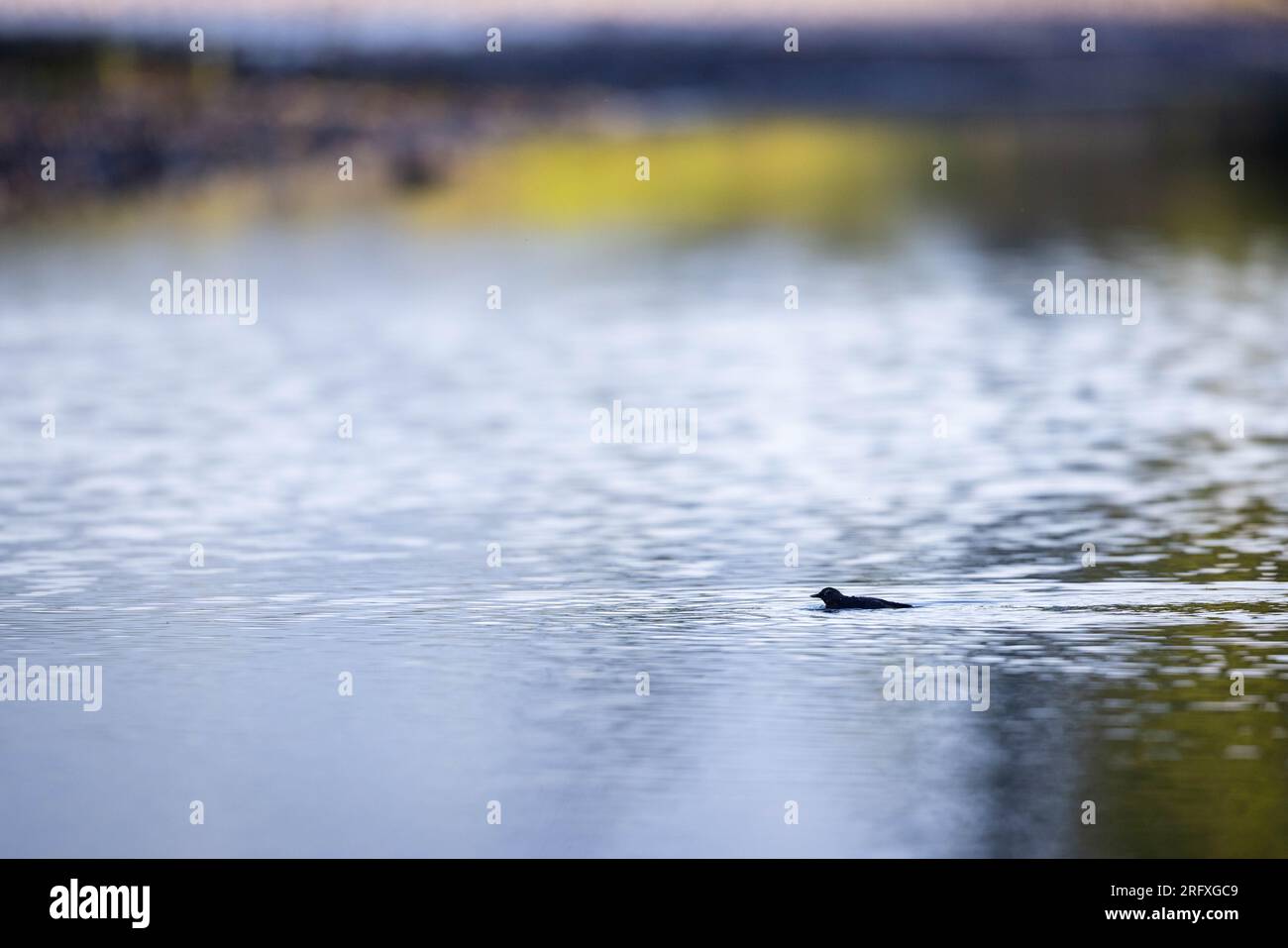 An American dipper swimming through a calm channel of the Snake River ...