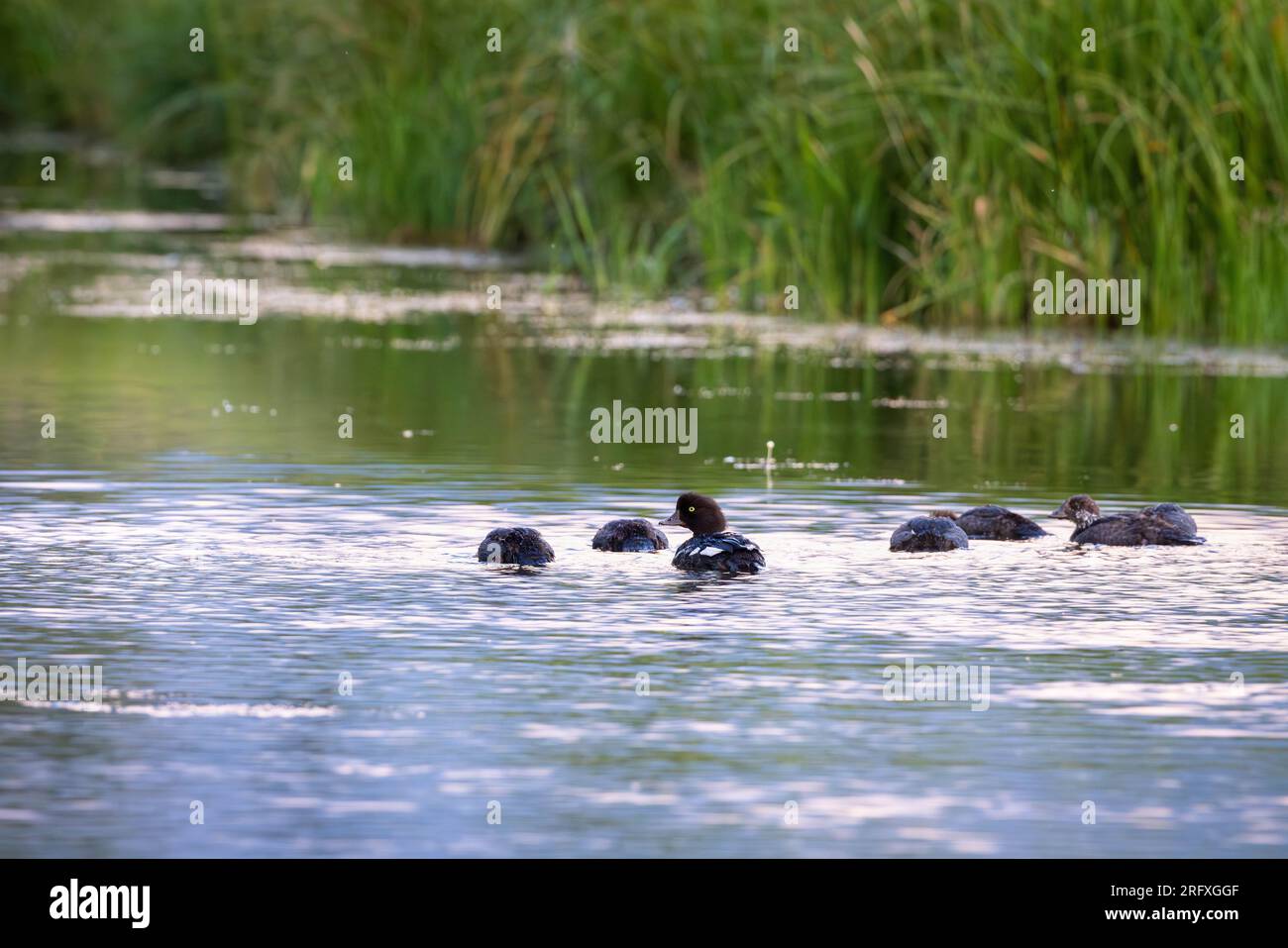 A Barrow's goldeneye hen and her brood swimming in the Snake River at ...