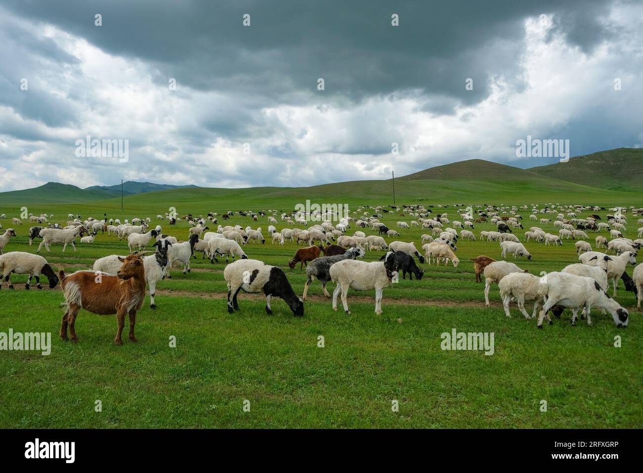 Herd of sheep and goats in the Mongolian steppe Stock Photo - Alamy