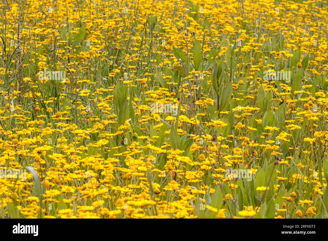 Beautiful wild yellow flowers background.. Northern portuguese meadows ...