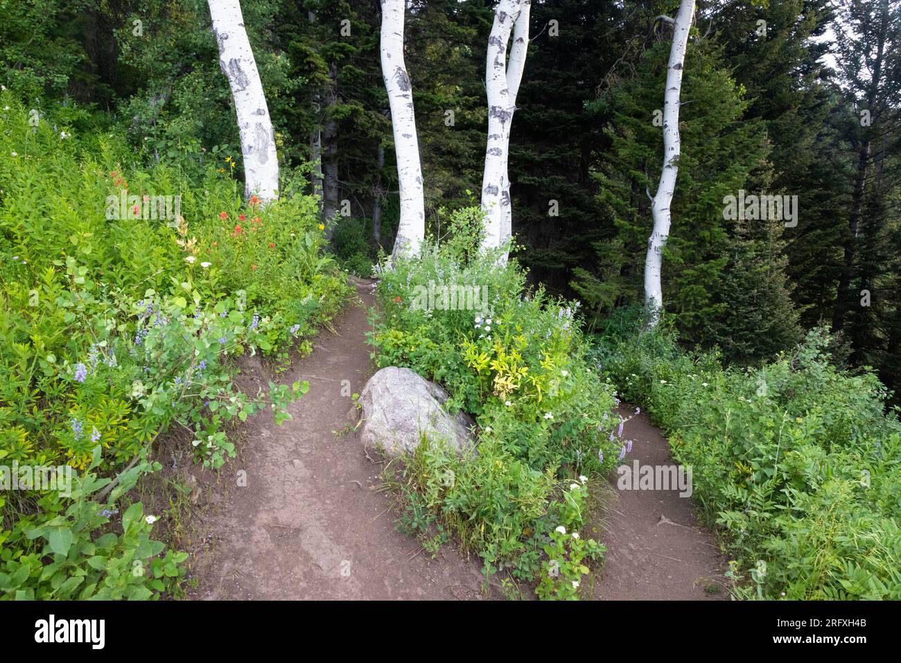 The Wildflower Trail making a sharp switchback at Jackson Hole Mountain ...