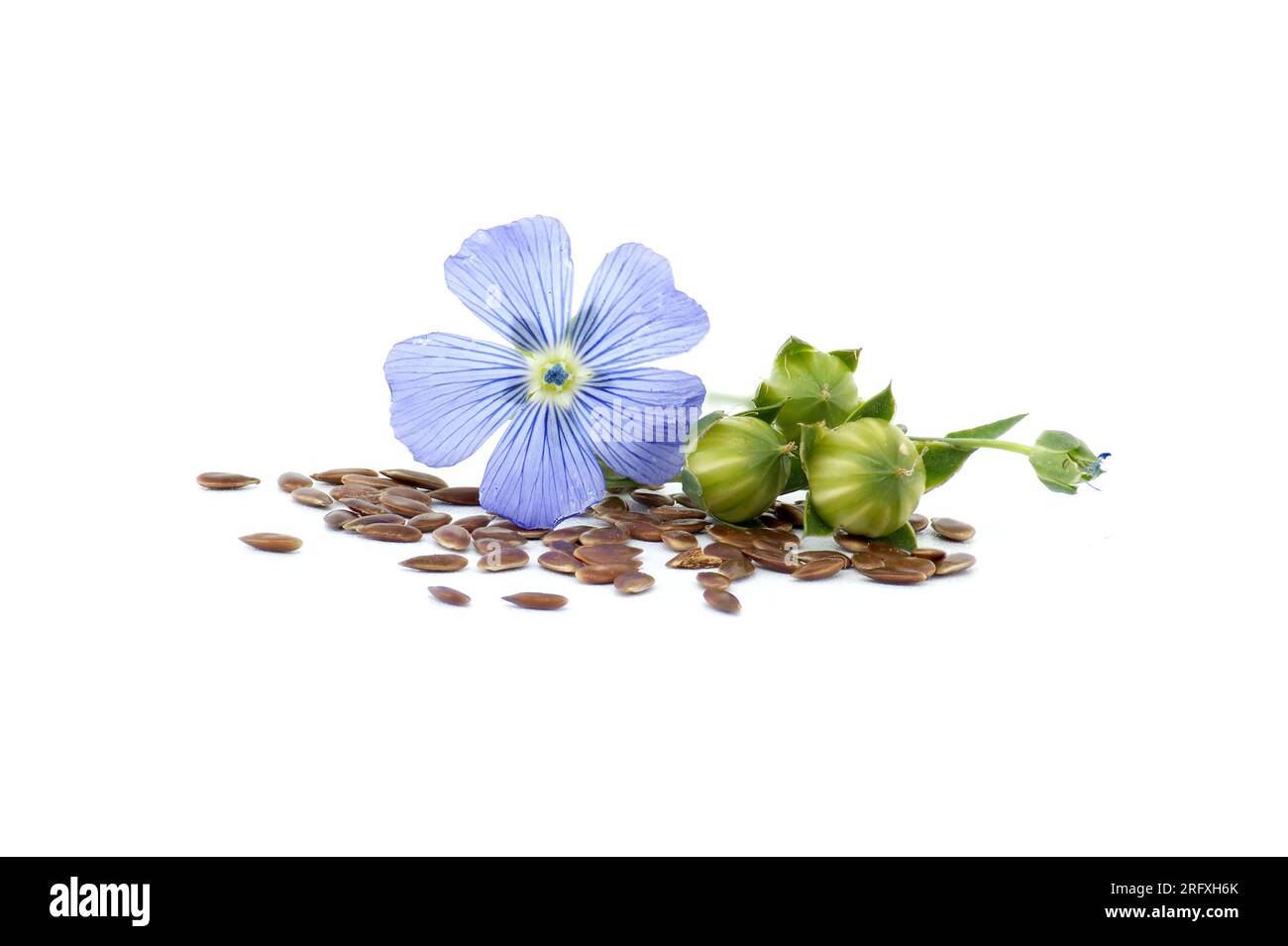 Blue flax blossom and heap of seeds in close up isolated on white ...