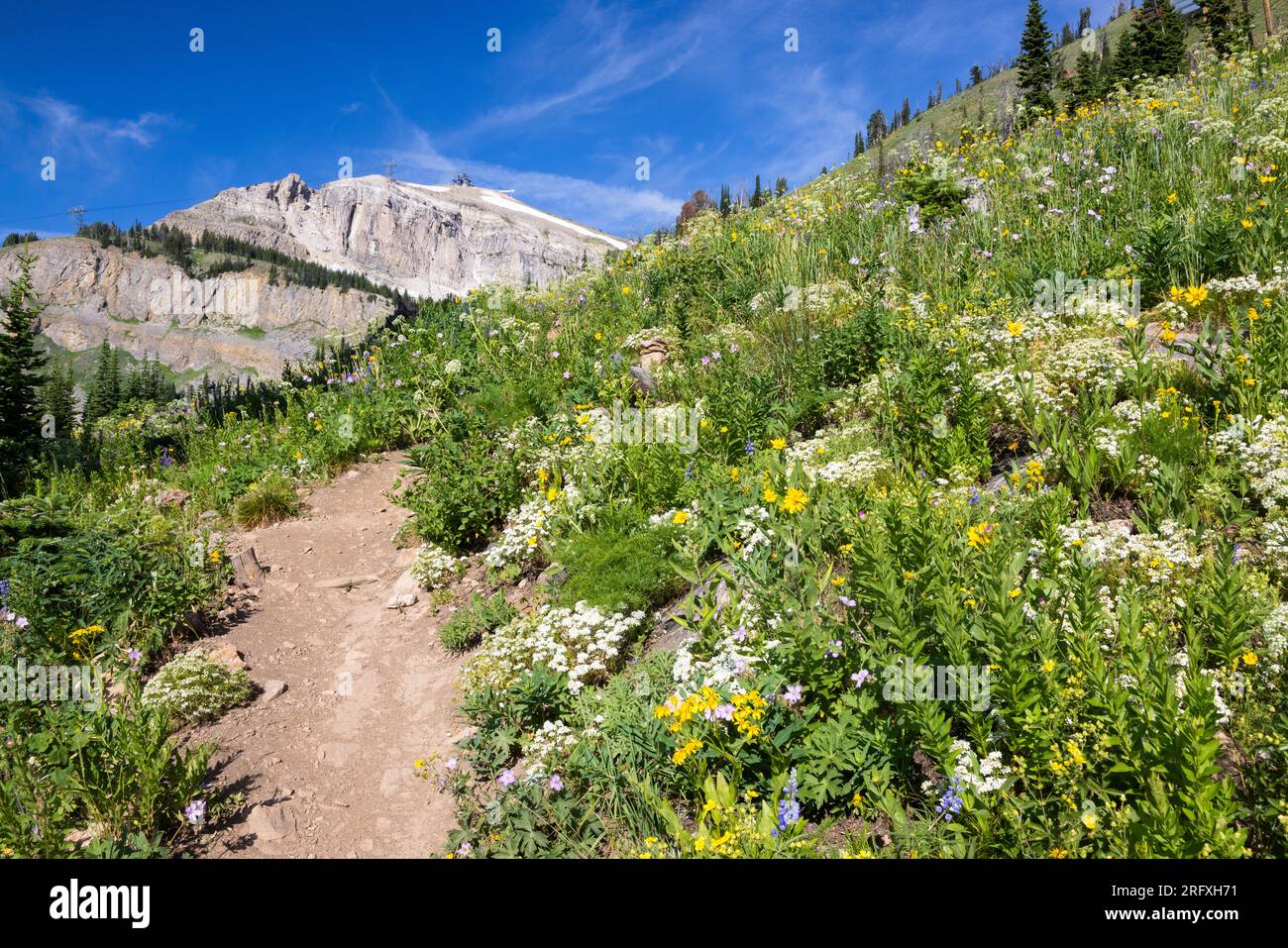 The Tram rising above the Wildflower Trail at Jackson Hole Mountain ...